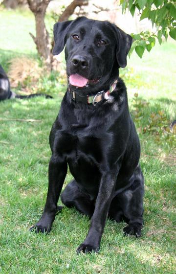 RattlinRidge's Hurrican Force MH