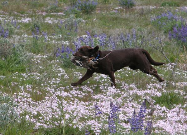 MPR RattlinRidge's Bronco Bill MH